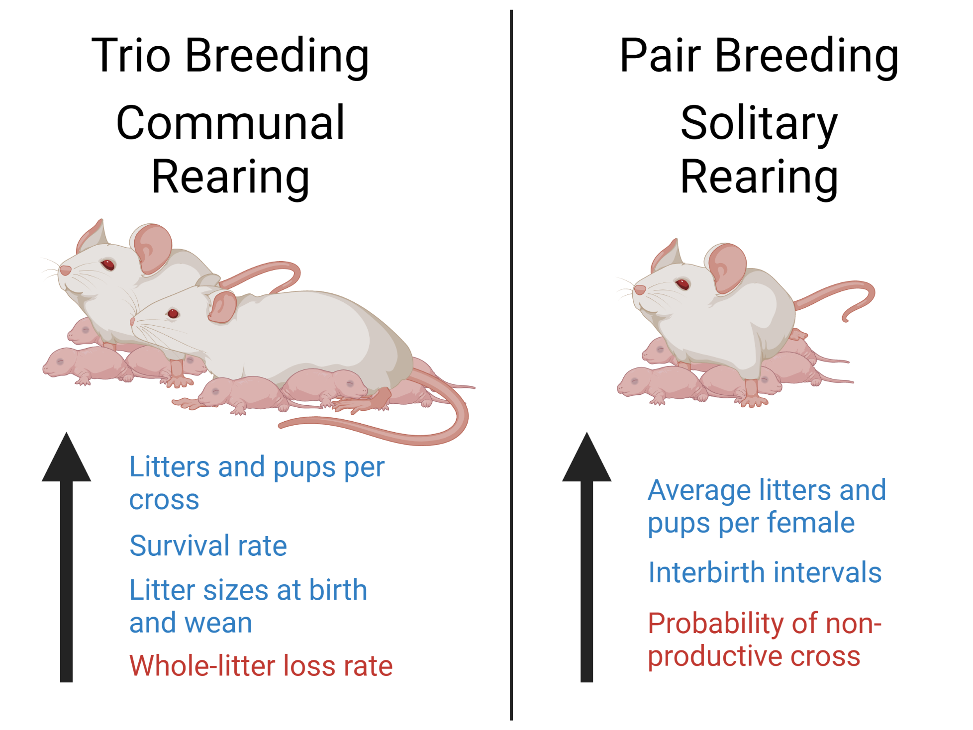 Fitness effects of breeding strategy: implications for life history ...